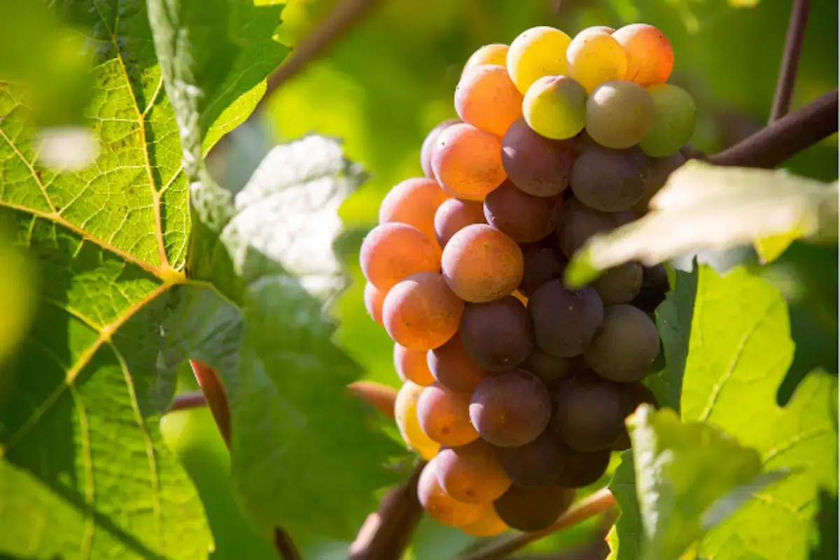 A Guide to Pinot Gris